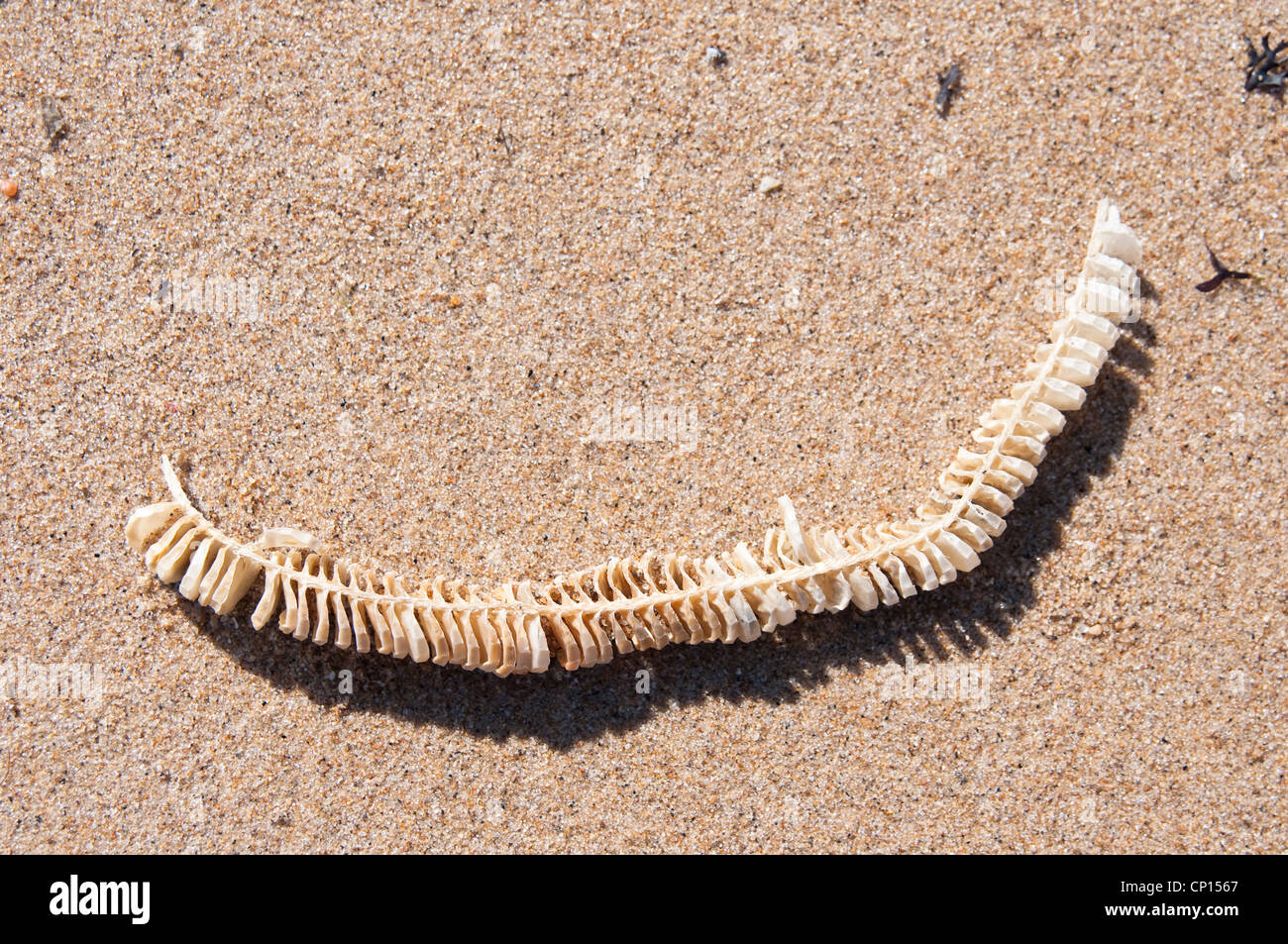 Whelk egg case hi-res stock photography and images - Alamy