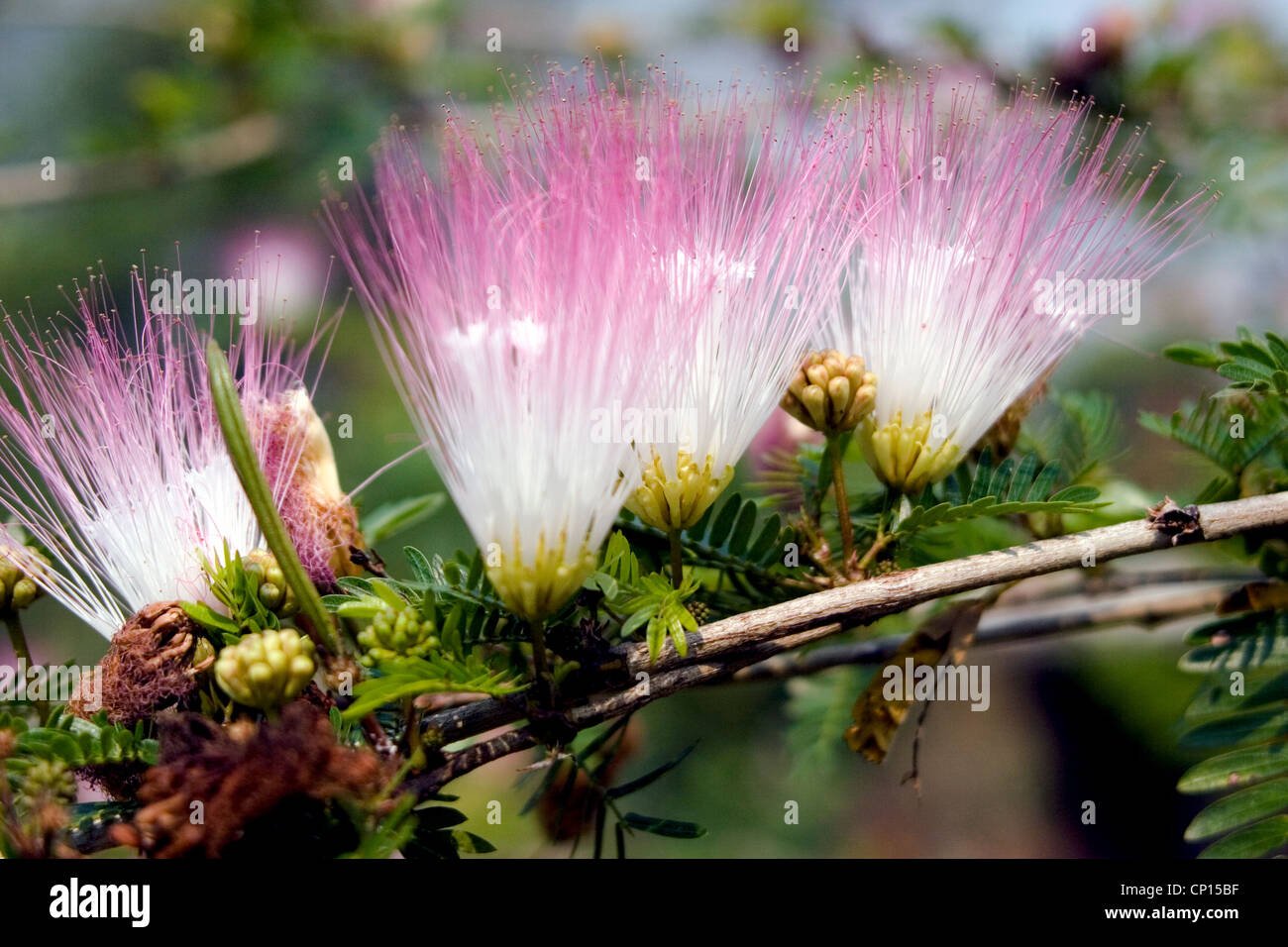 Colorful wild flowers are growing in the countryside near Pang Ma Pha ...
