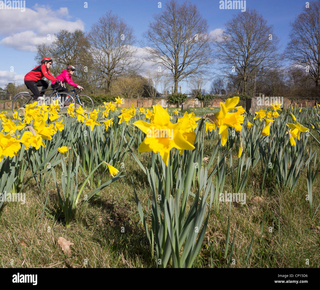 Yellow daffodil wild flowers growing wild in the countryside Stock ...