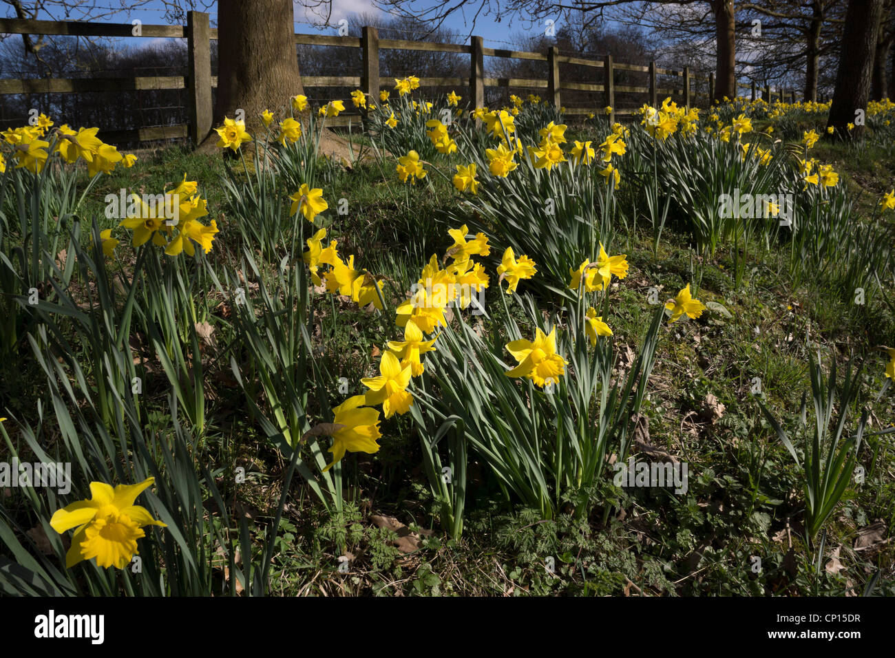 Yellow daffodil wild flowers growing wild in the countryside Stock ...