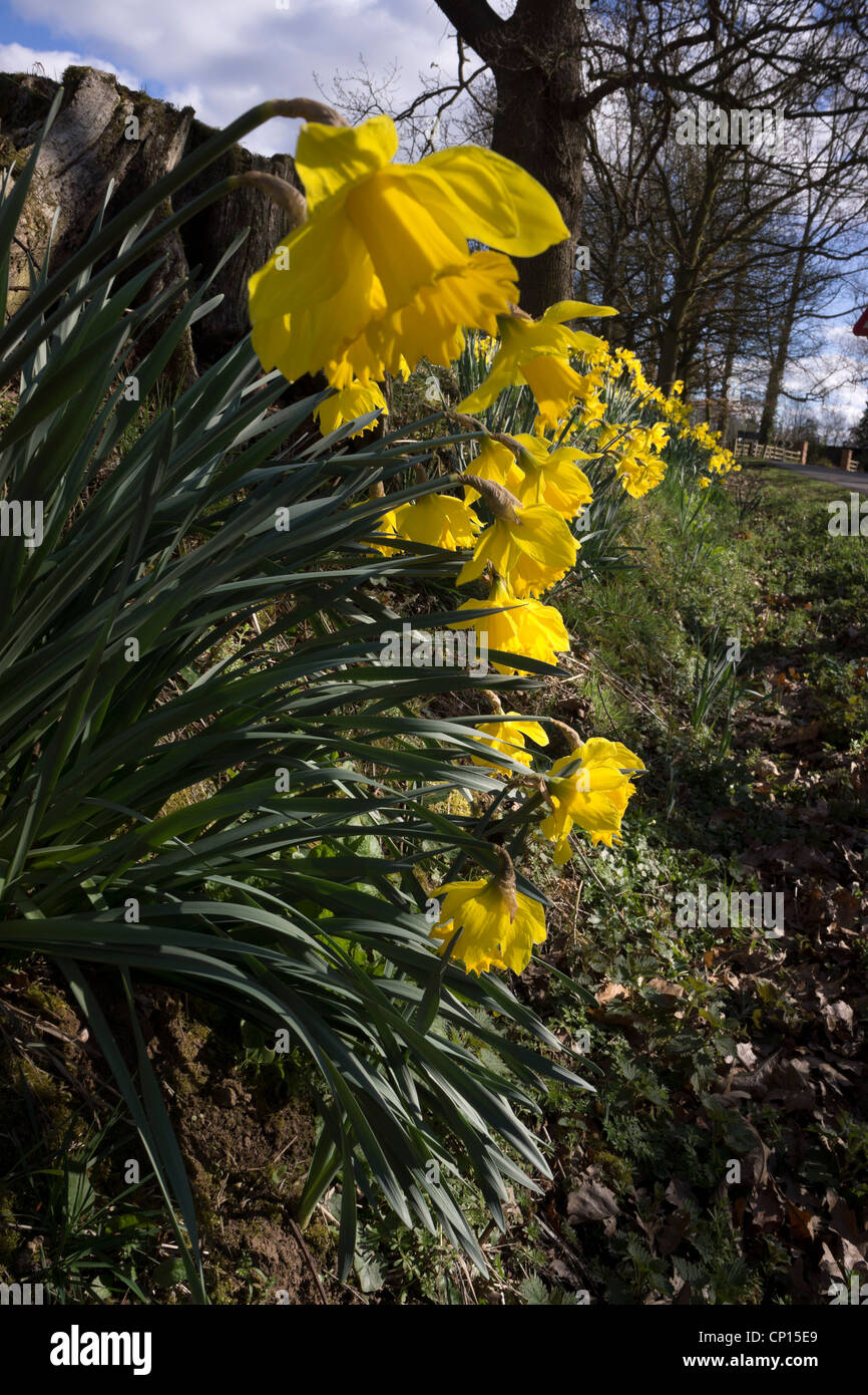 Yellow daffodil wild flowers growing wild in the countryside Stock ...