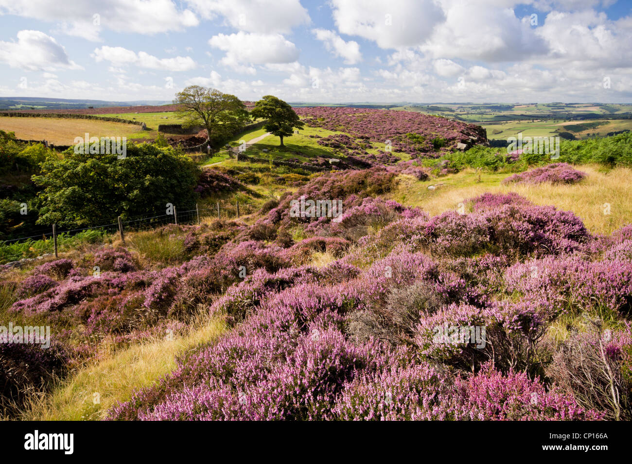 Purple heather blooming in the Peak District Derbyshire a popular place ...