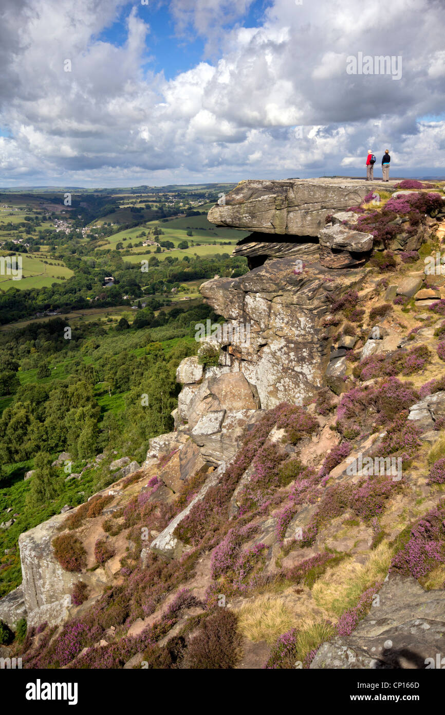 Purple heather blooming in the Peak District Derbyshire a popular place ...