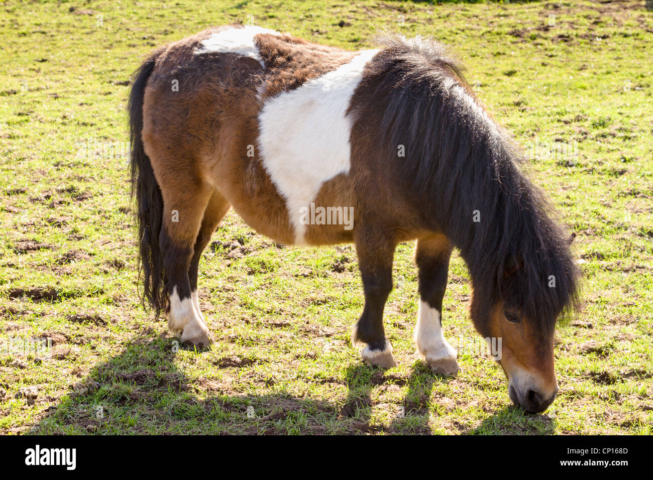 Shetland pony hi-res stock photography and images - Alamy