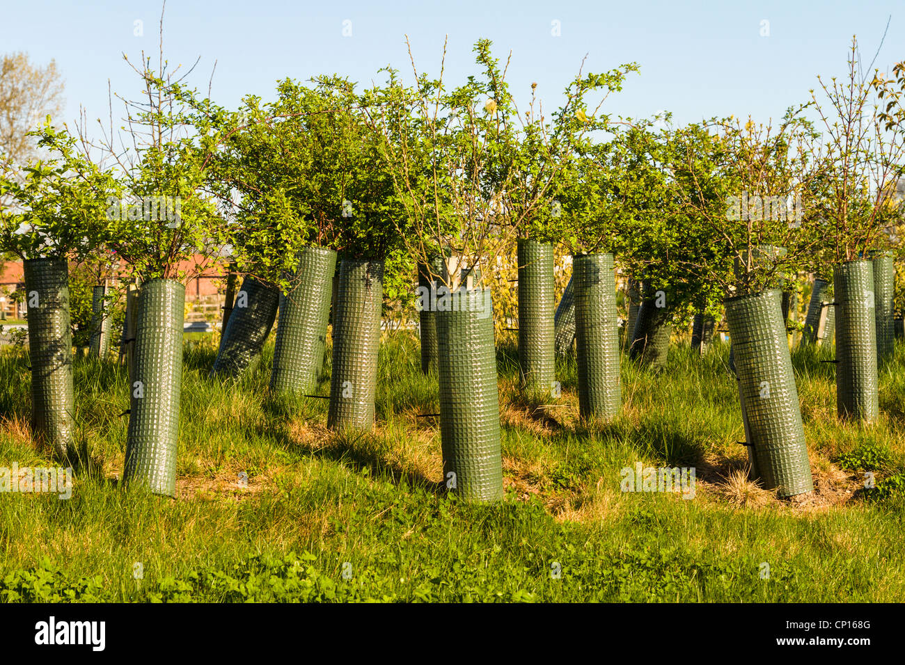Hawthorn trees hi-res stock photography and images - Alamy