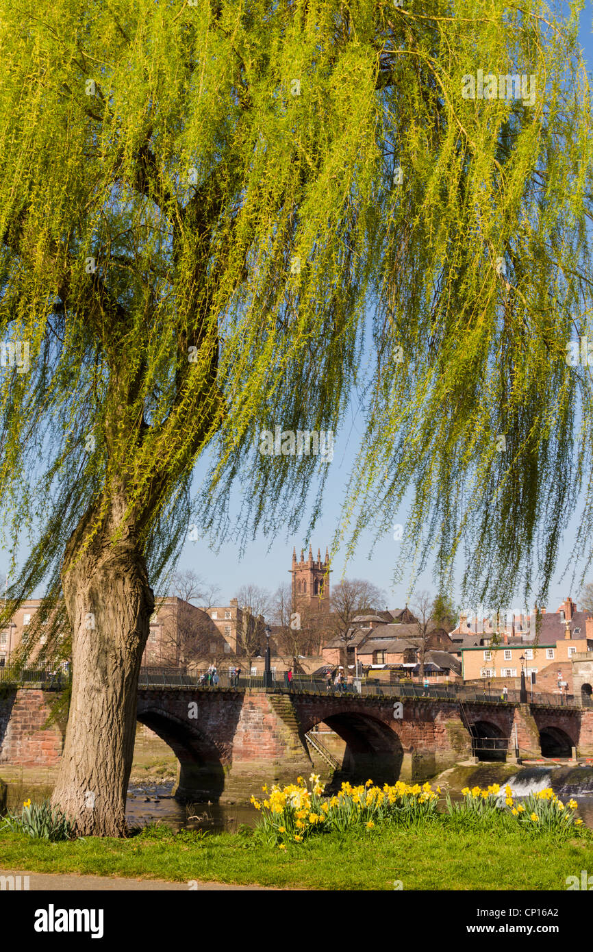 Willow tree arched bridge, Chester Stock Photo - Alamy