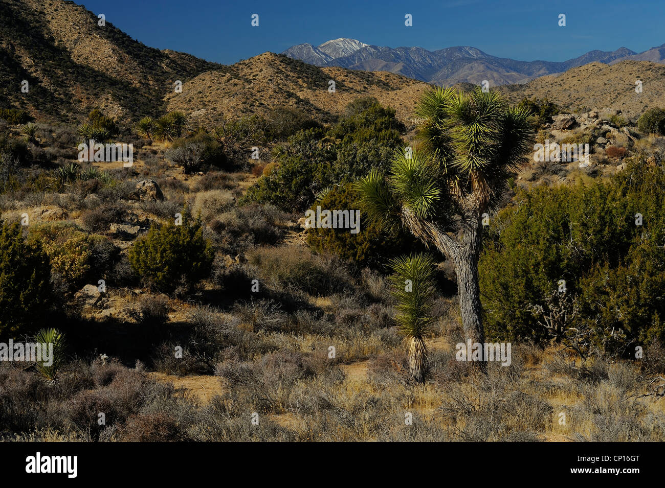 San Gorgonio Peak towers over the arid landscape of Joshua Tree ...