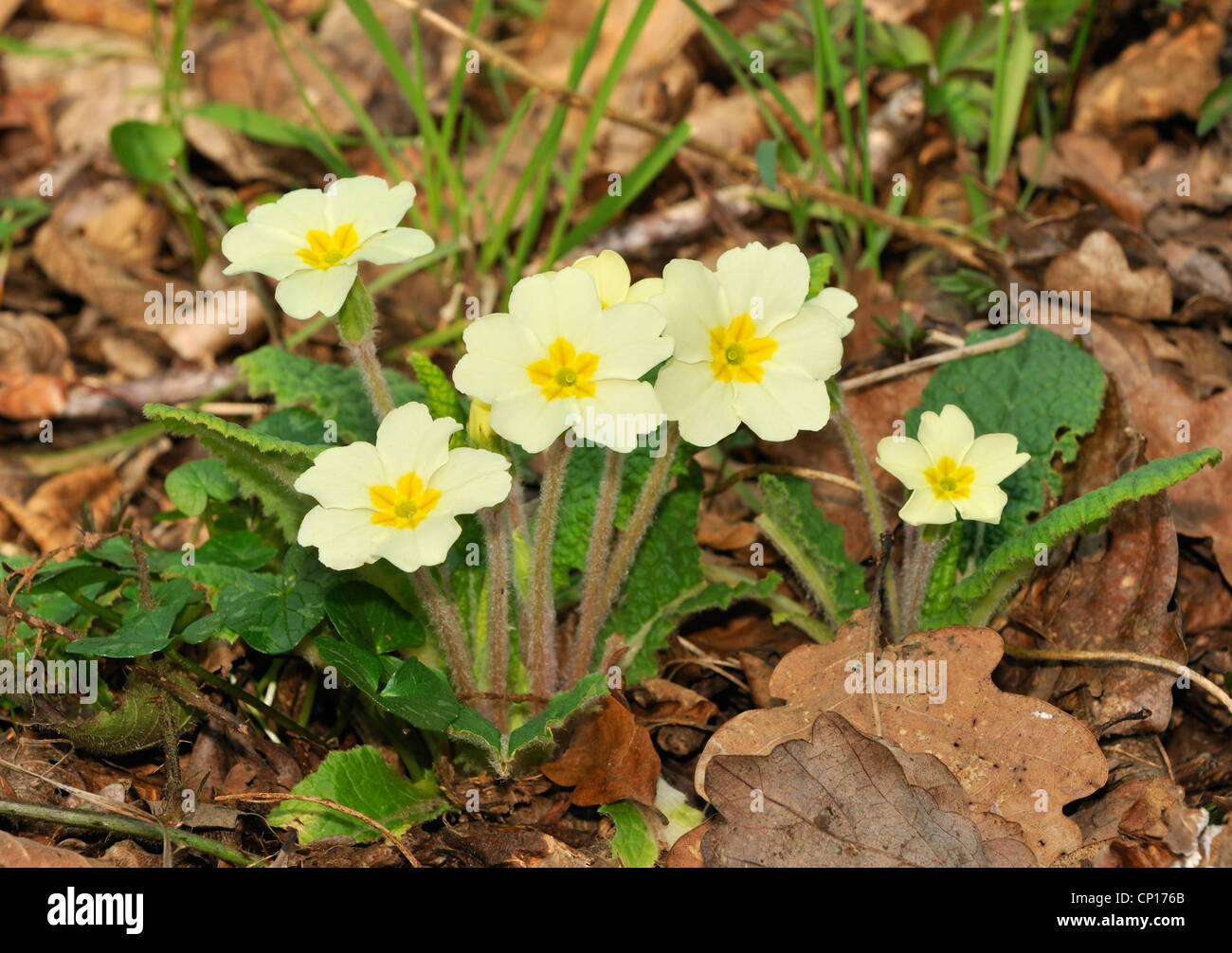 Primrose - Primula vulgaris Growing in woodland leaf litter Stock Photo ...
