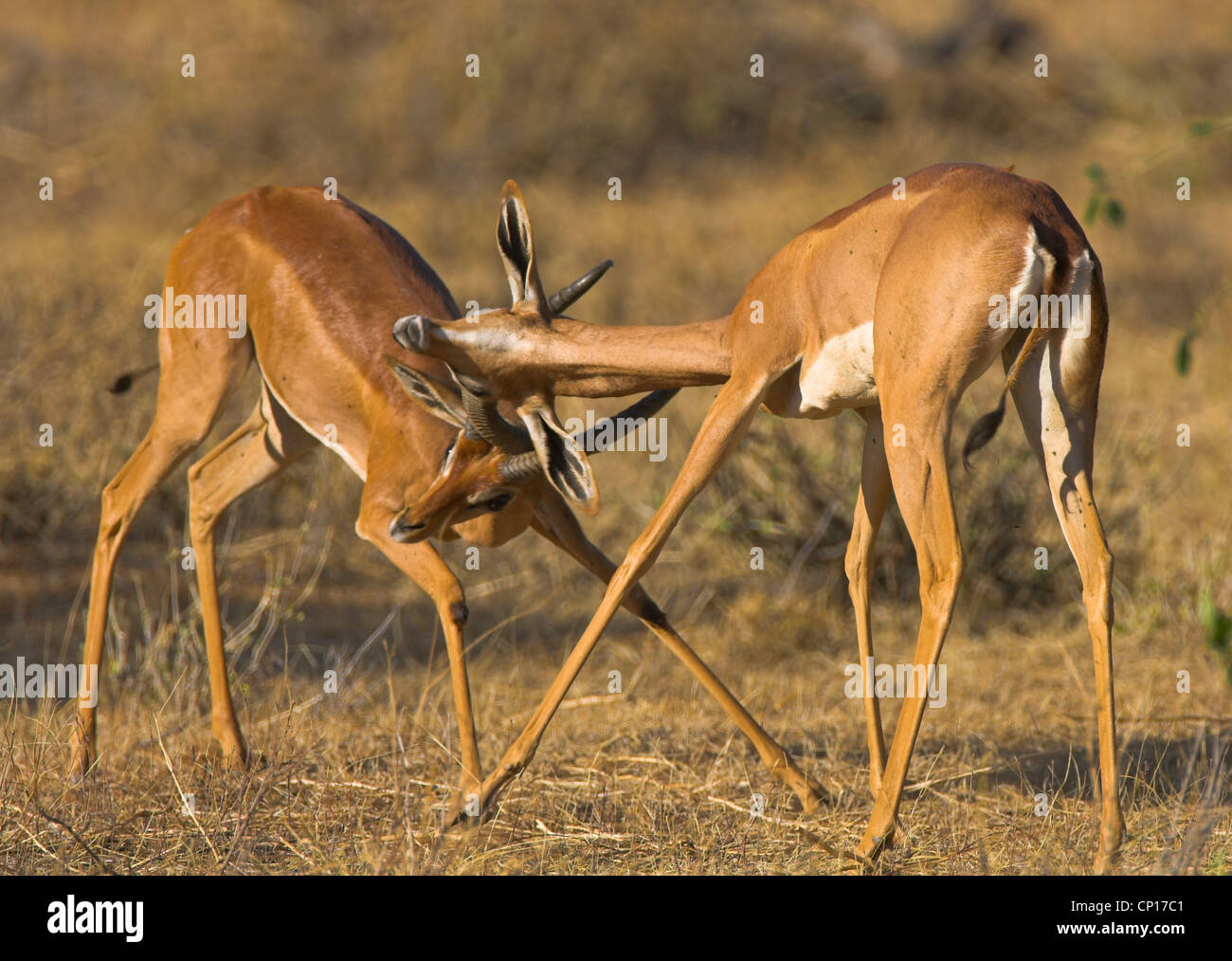 Wallers gazelle kenya hi-res stock photography and images - Alamy