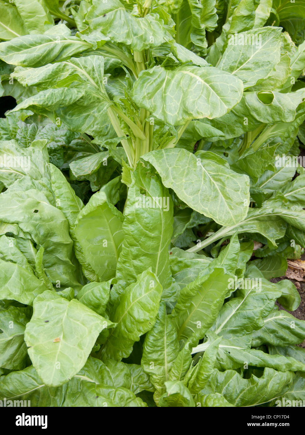 Spring spinach fresh hi-res stock photography and images - Alamy