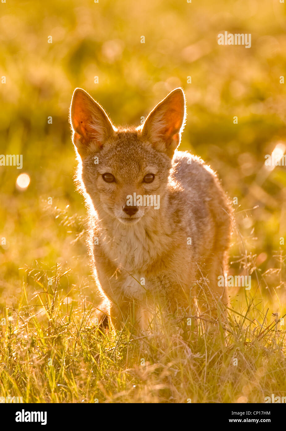 Black Backed Jackal (Canis mesomelas) (aka Silver Backed Jackal or Red ...