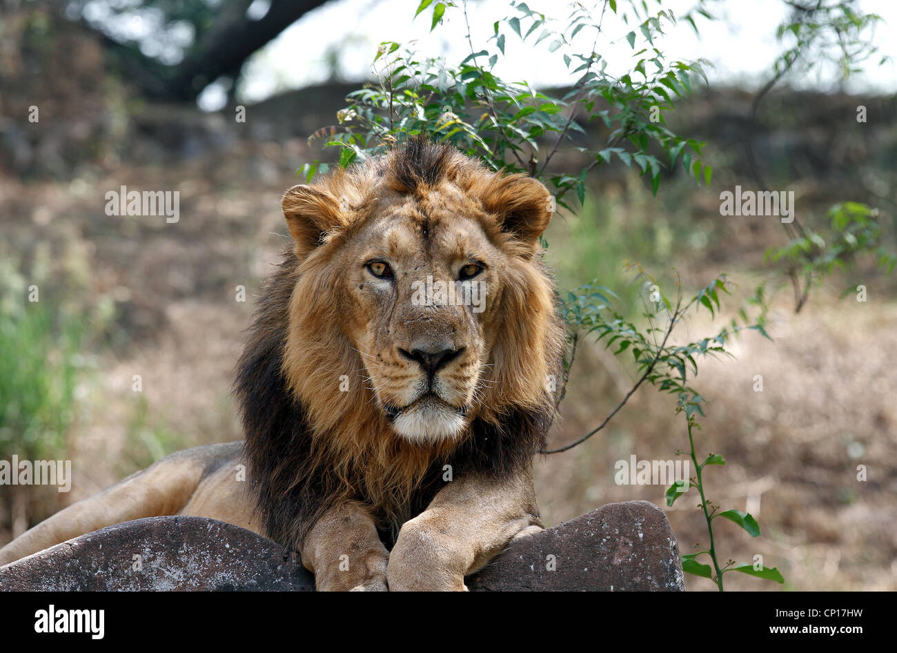 Lion at rest Stock Photo - Alamy