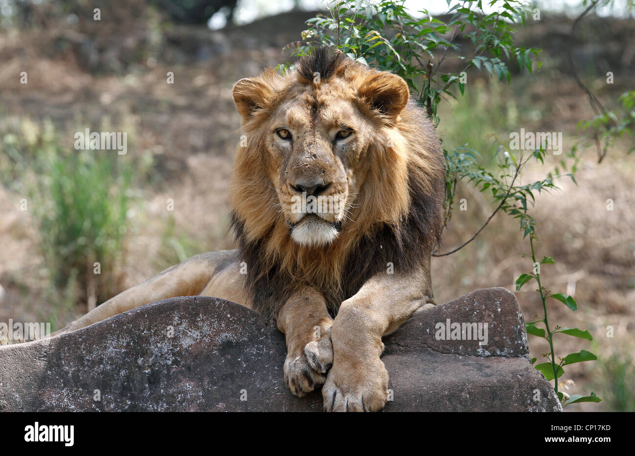 Lion at rest Stock Photo - Alamy
