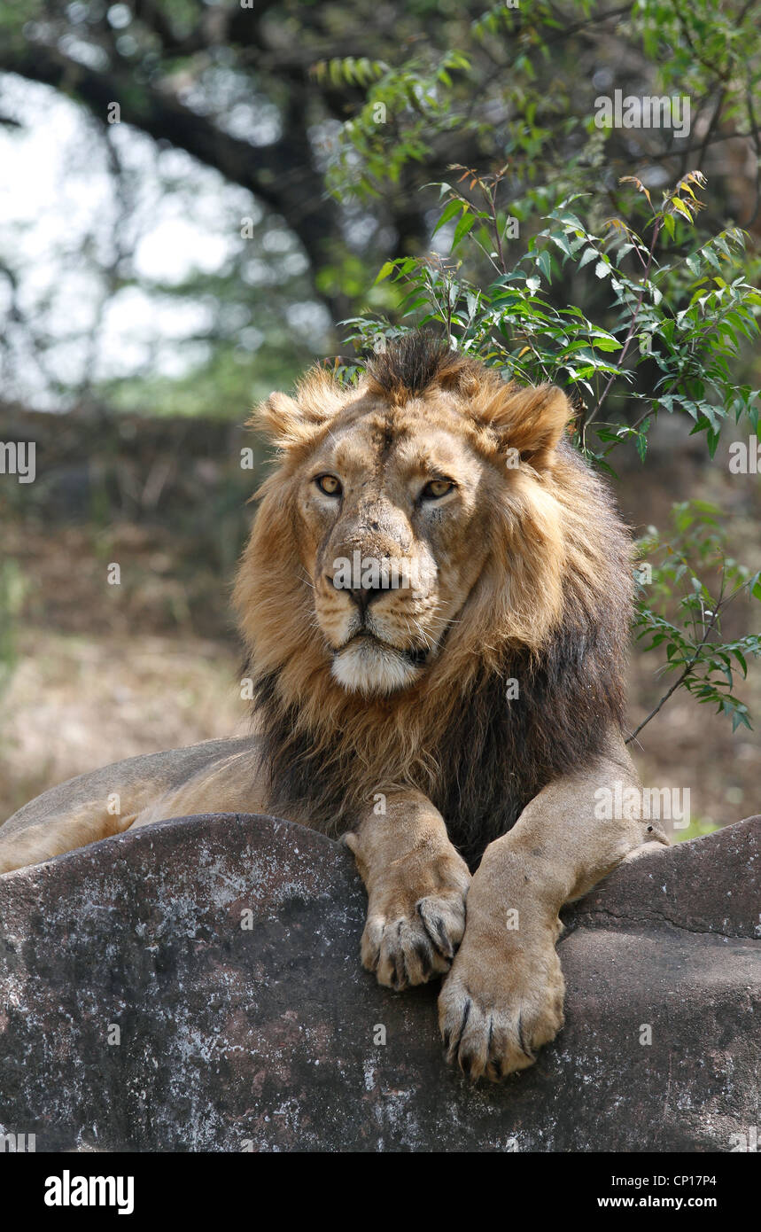 Lion at rest Stock Photo - Alamy