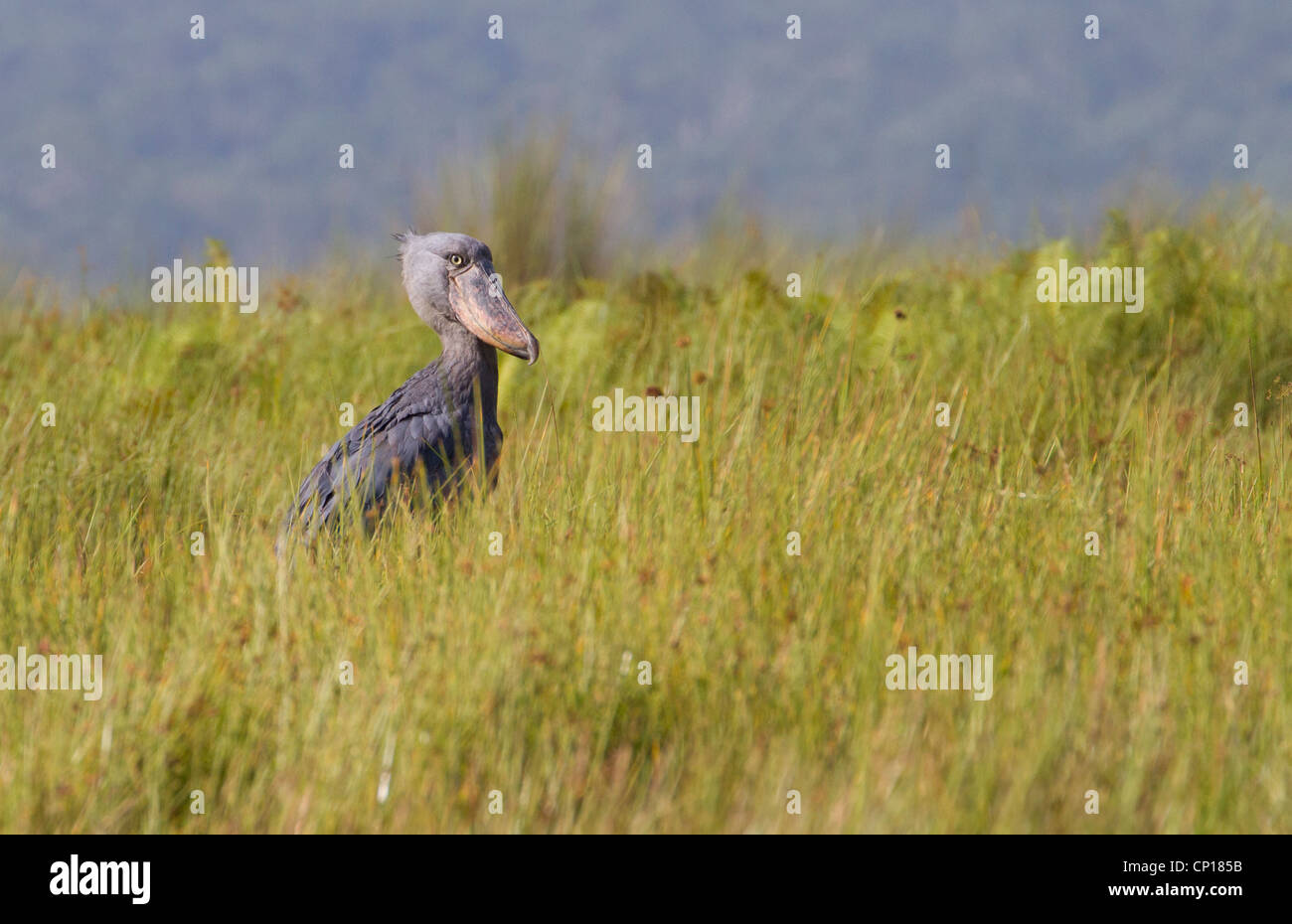 Shoebill stork hi-res stock photography and images - Alamy