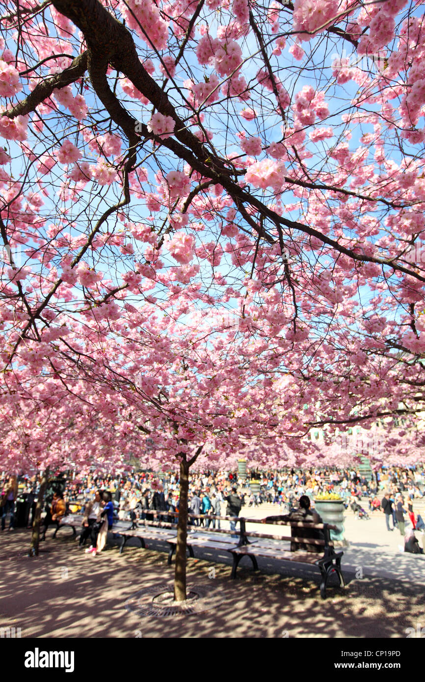 Cherry trees kungstradgarden stockholm sweden hi-res stock photography ...