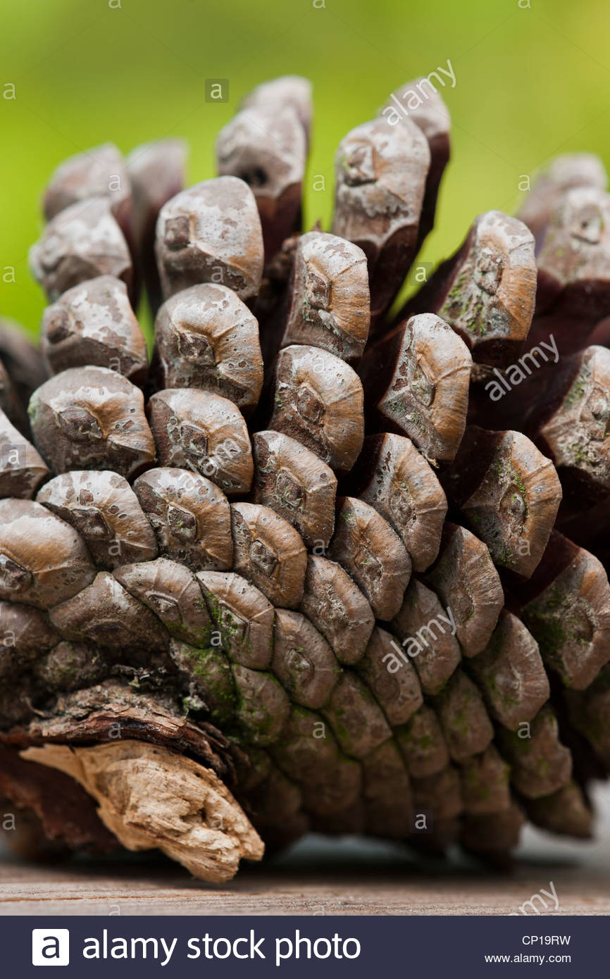 Pine Cone Fibonacci