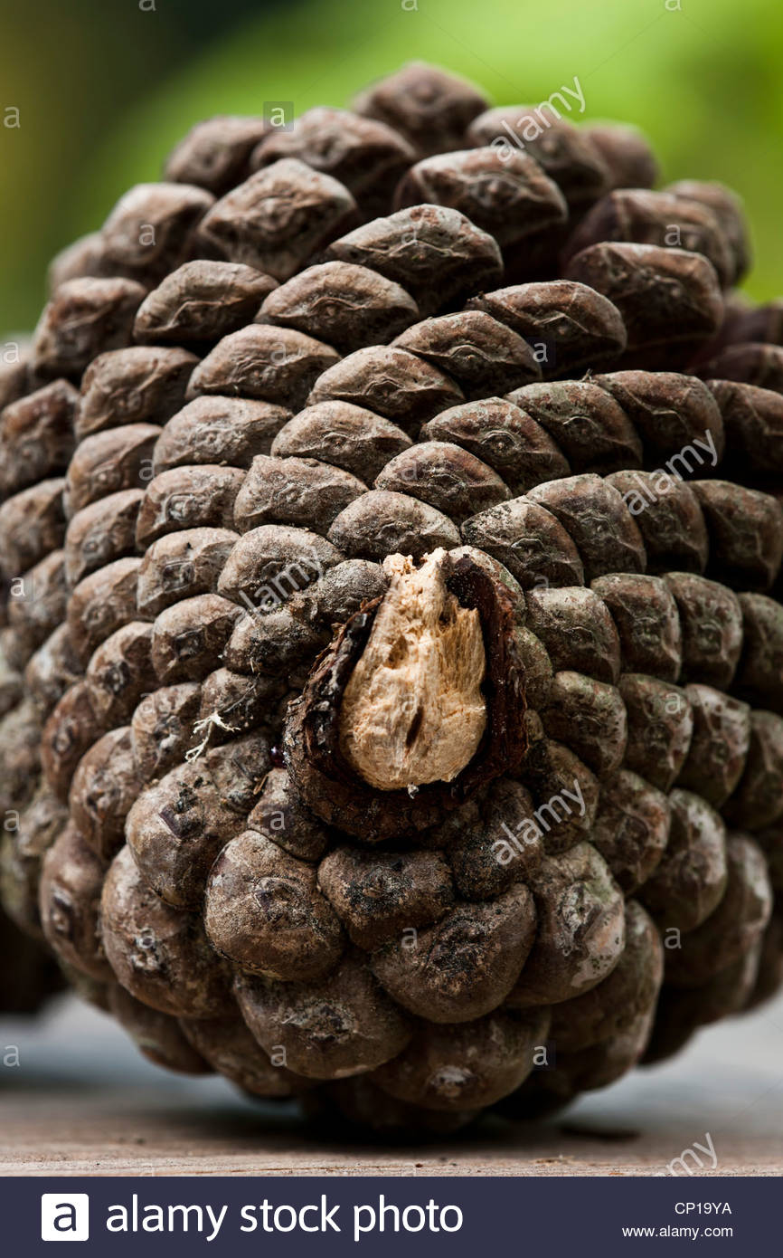 Fibonacci Stock Photos & Fibonacci Stock Images - Alamy