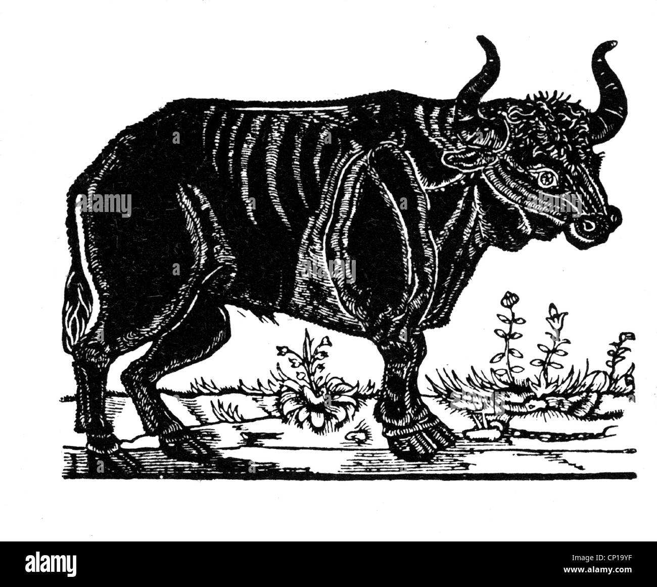 Extinct Bovine High Resolution Stock Photography and Images - Alamy