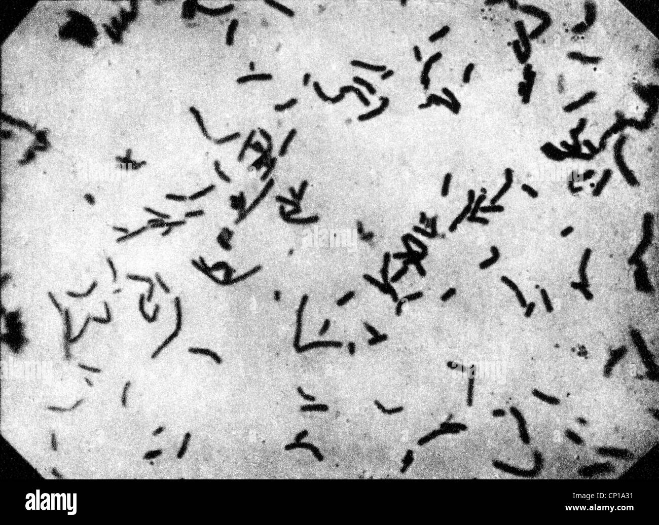 medicine, pandemic disease, anthrax, pathogen, bacillus, 750x ...