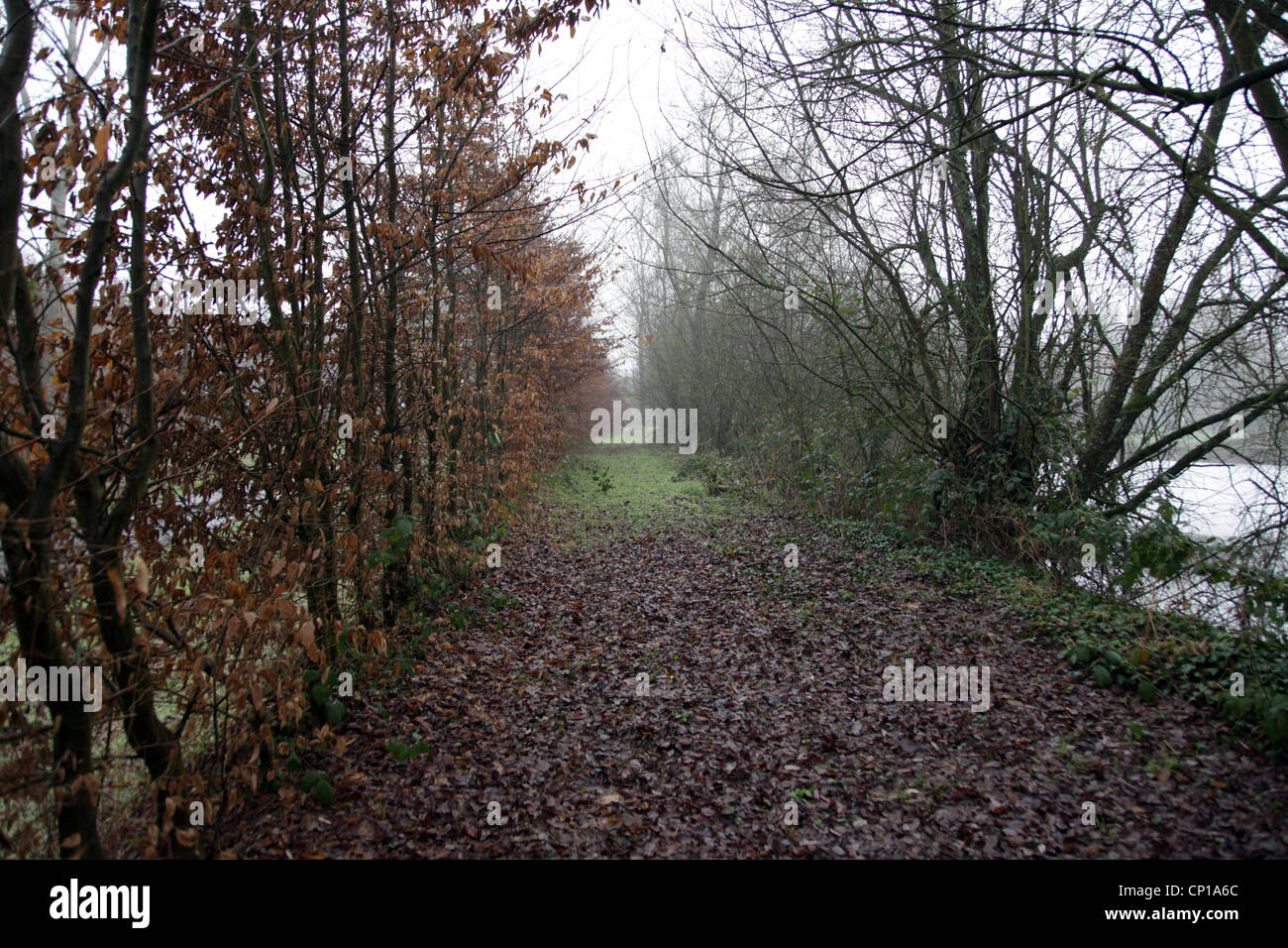 France normandy forest hi-res stock photography and images - Alamy