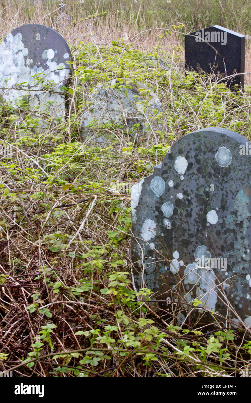 Overgrown churchyard cemetery with bramble covered gravestones Stock ...