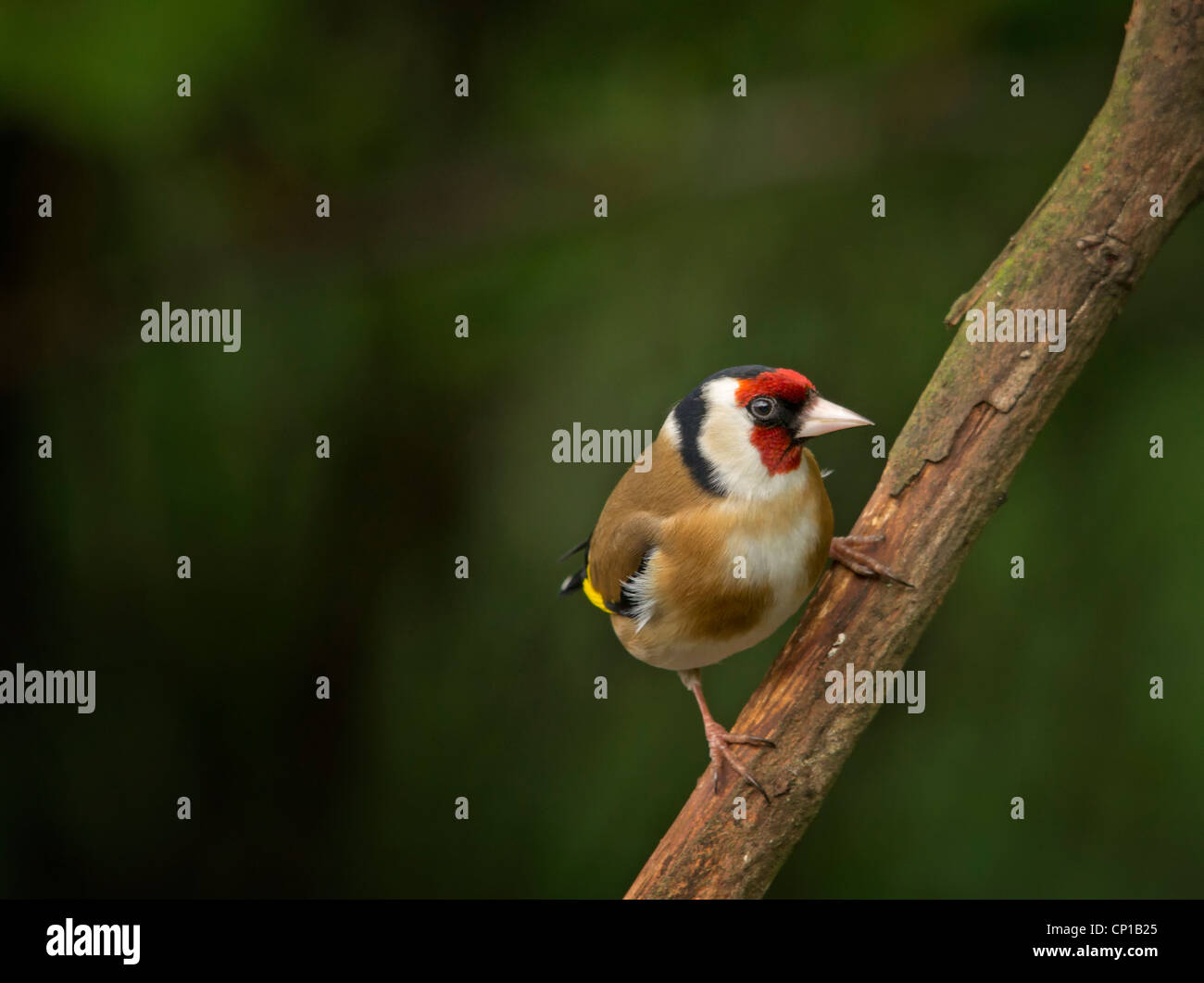 Goldfinch bird hi-res stock photography and images - Alamy