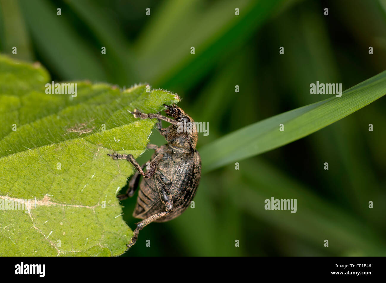 Species of weevil hi-res stock photography and images - Alamy