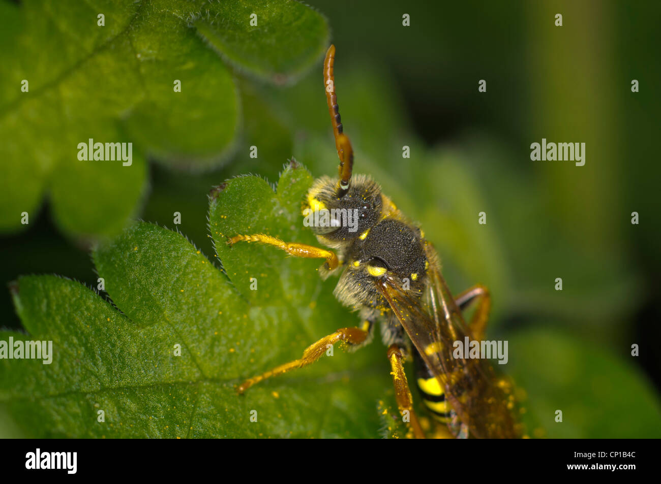 Nomada hi-res stock photography and images - Alamy