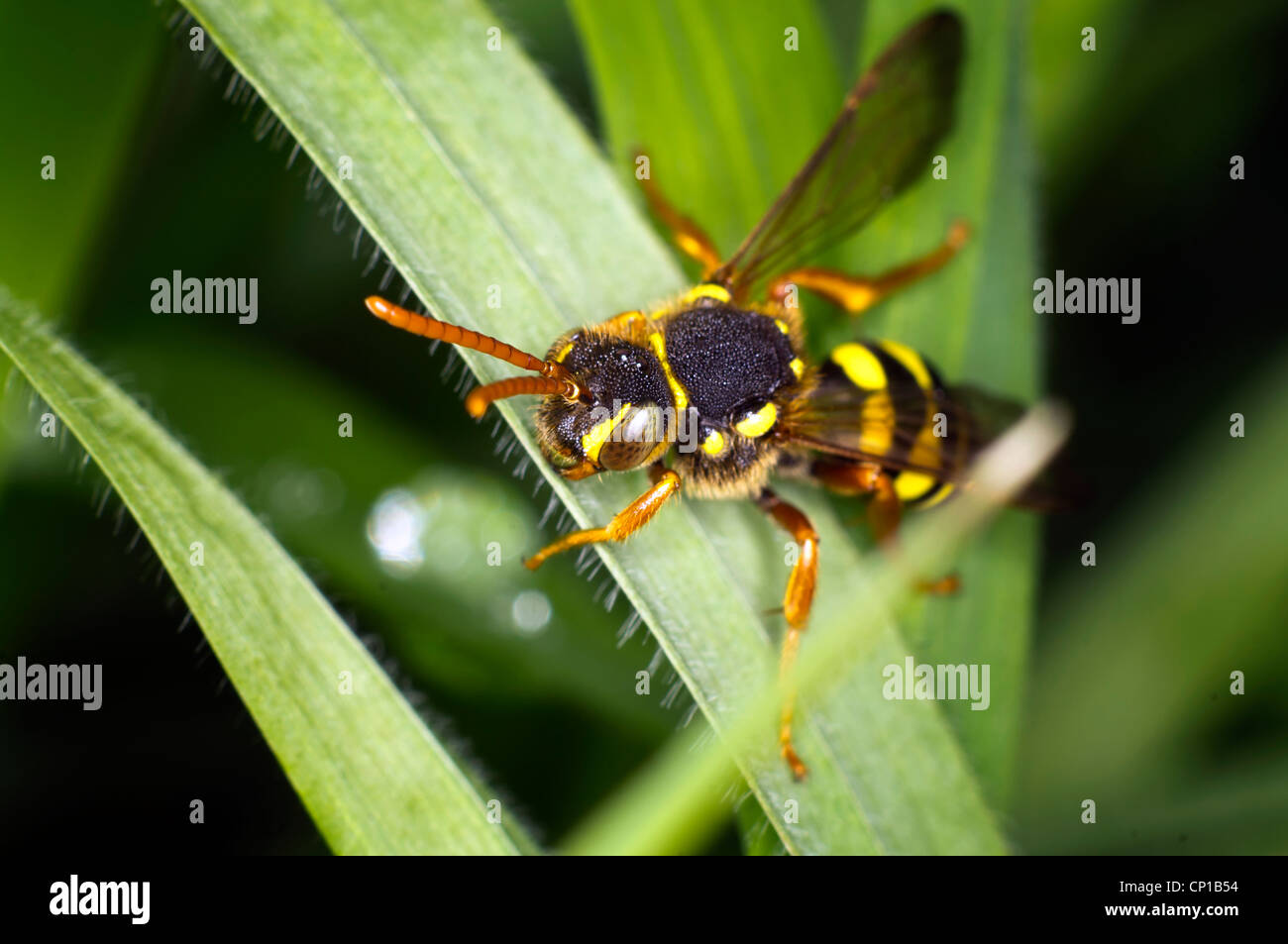 Nomada hi-res stock photography and images - Alamy