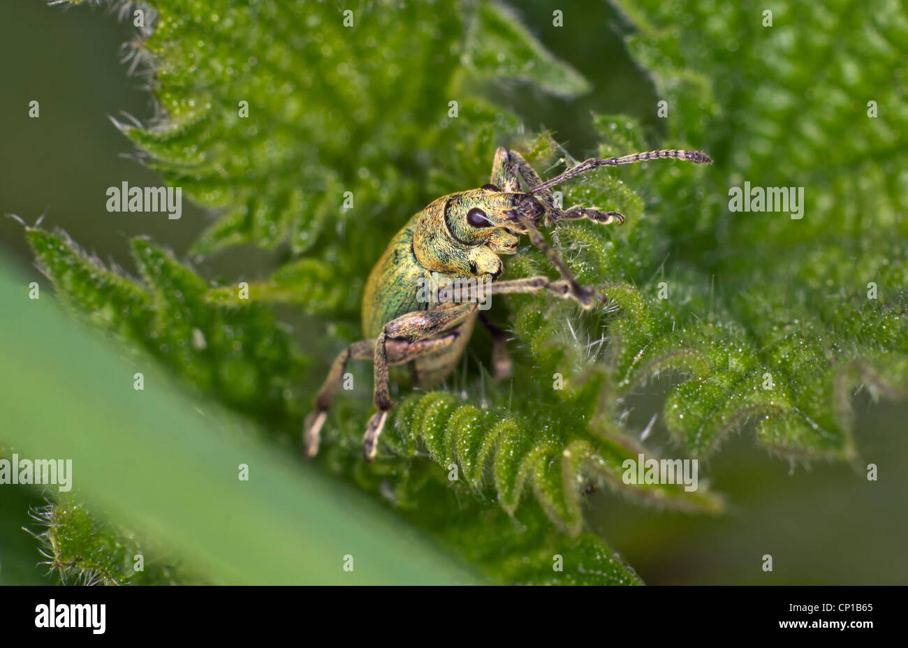 Weevil infestation hi-res stock photography and images - Alamy