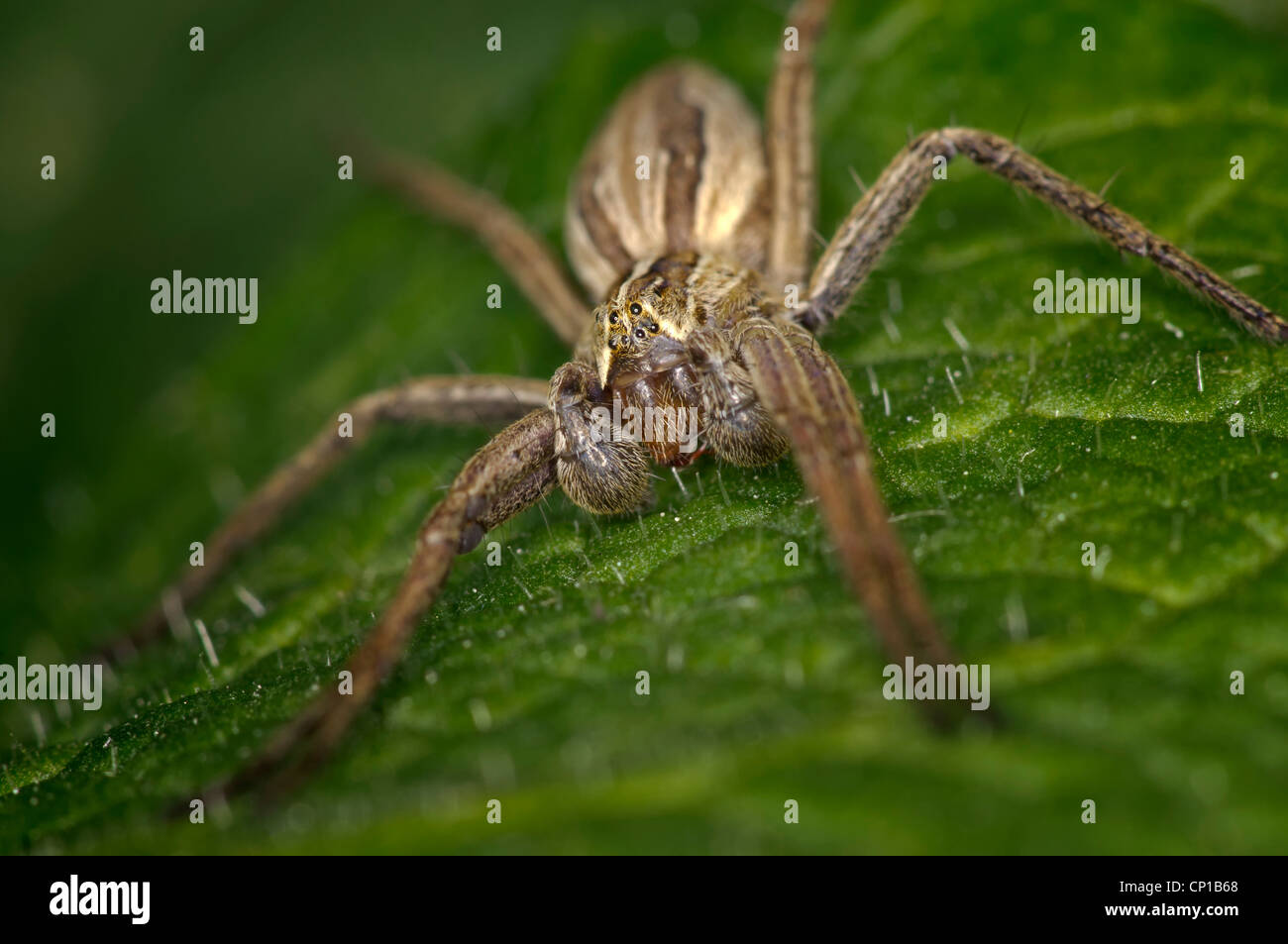 Close up of a spider Stock Photo - Alamy