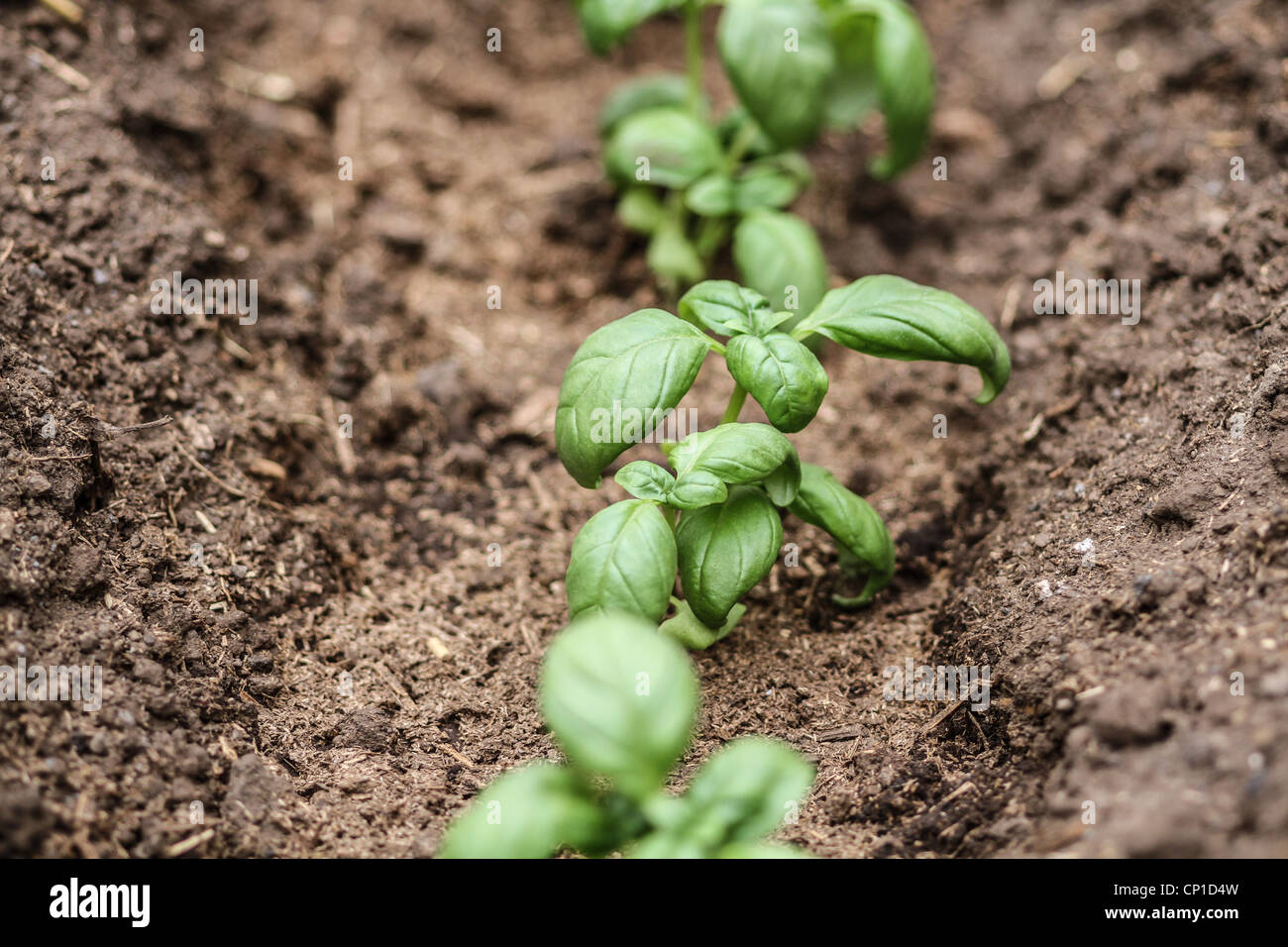 Whole basil hi-res stock photography and images - Alamy