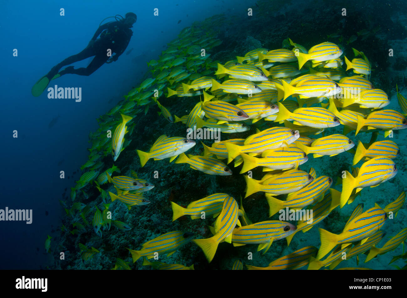 Diver amongst school of yellow snapper (Lutjanus argentinventris) on ...