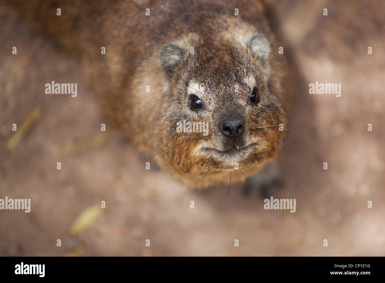 African rodent hi-res stock photography and images - Alamy