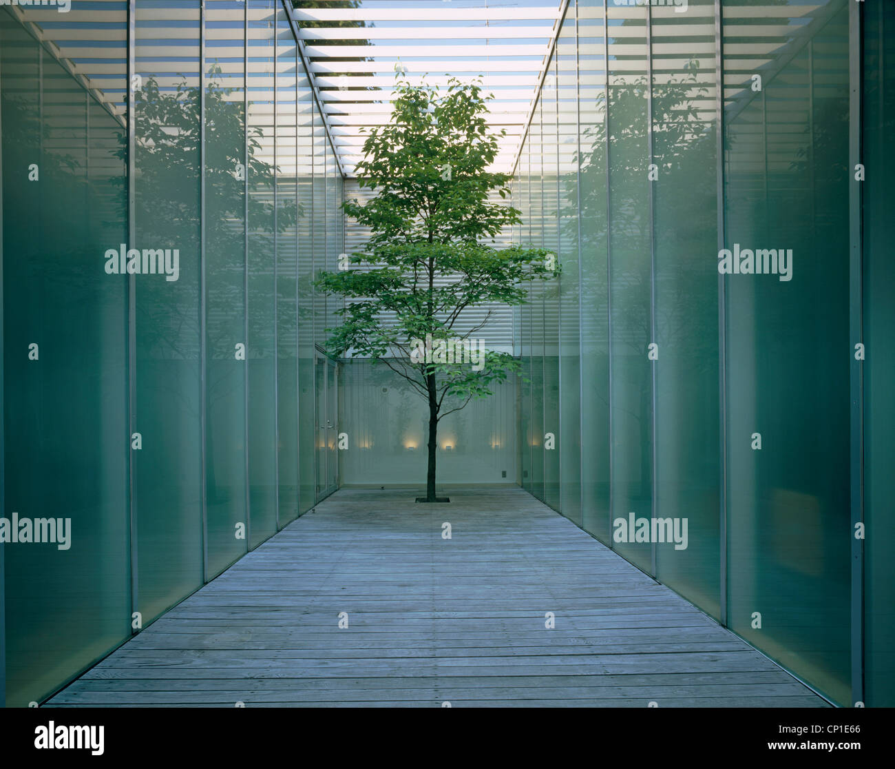 Single tree growing in enclosed decked space Stock Photo - Alamy