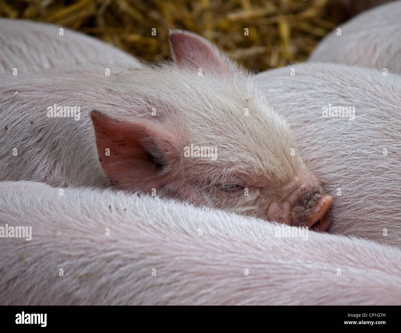 Middle White Piglet, UK Stock Photo - Alamy