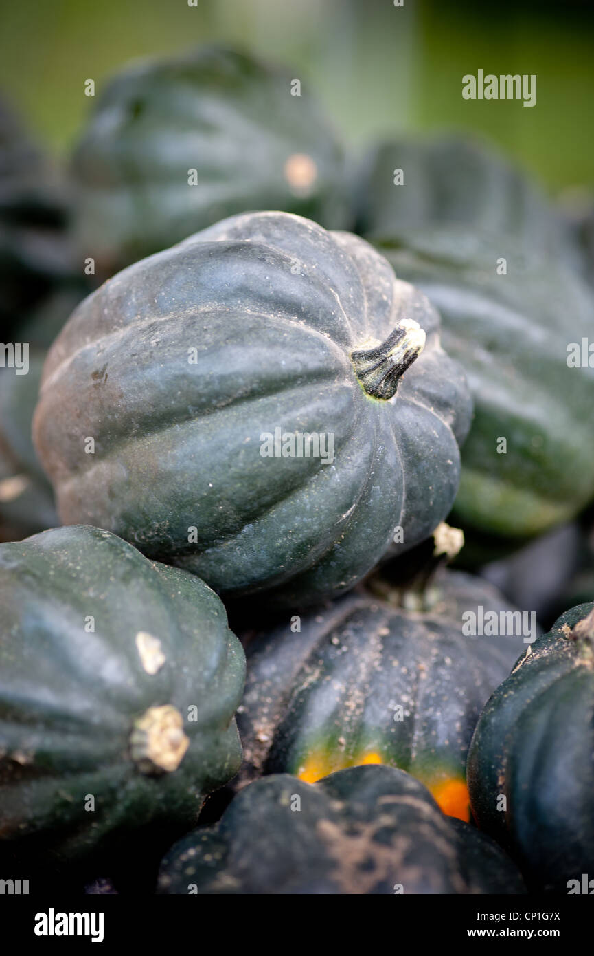 Squash vegetable hi-res stock photography and images - Alamy