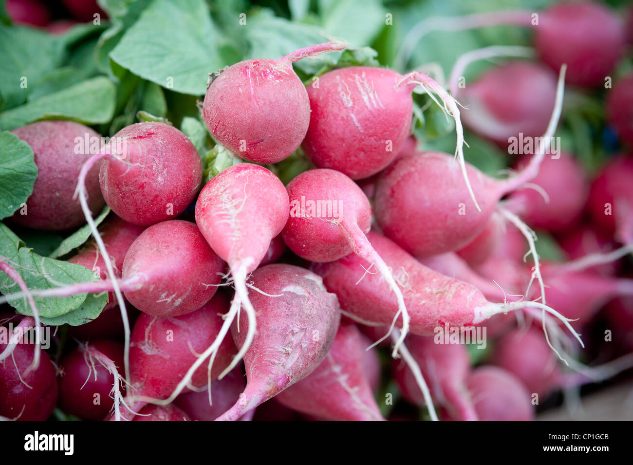 Red root hi-res stock photography and images - Alamy
