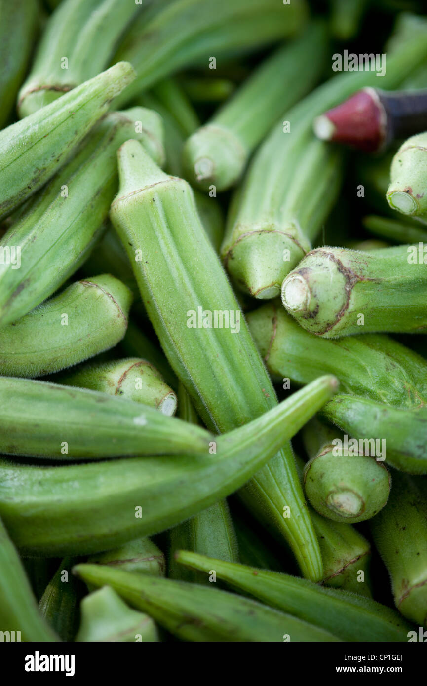 Okra farming hi-res stock photography and images - Alamy