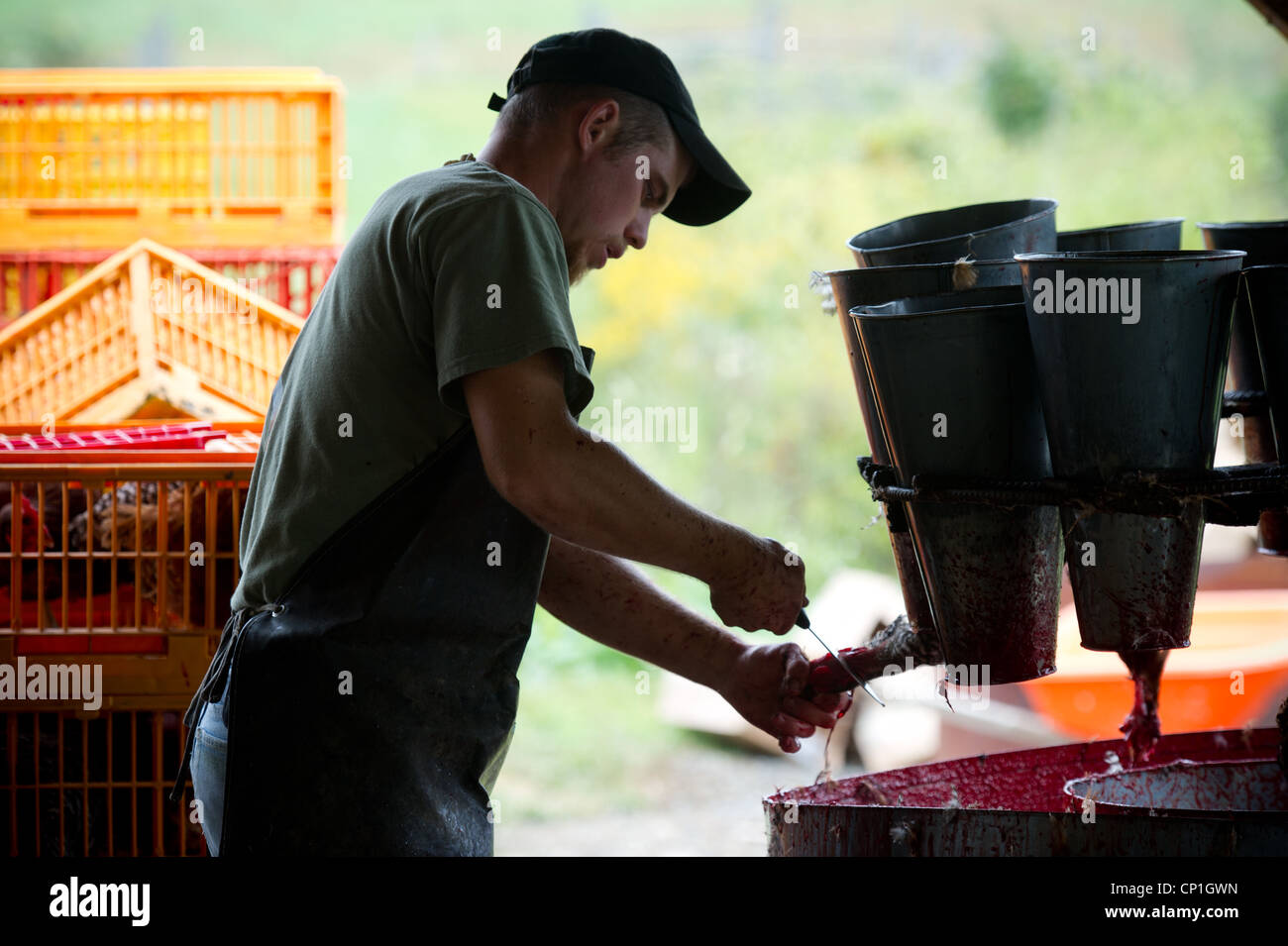 Chicken kill hi-res stock photography and images - Alamy