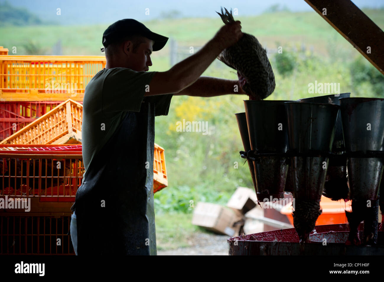 Chicken kill hi-res stock photography and images - Alamy