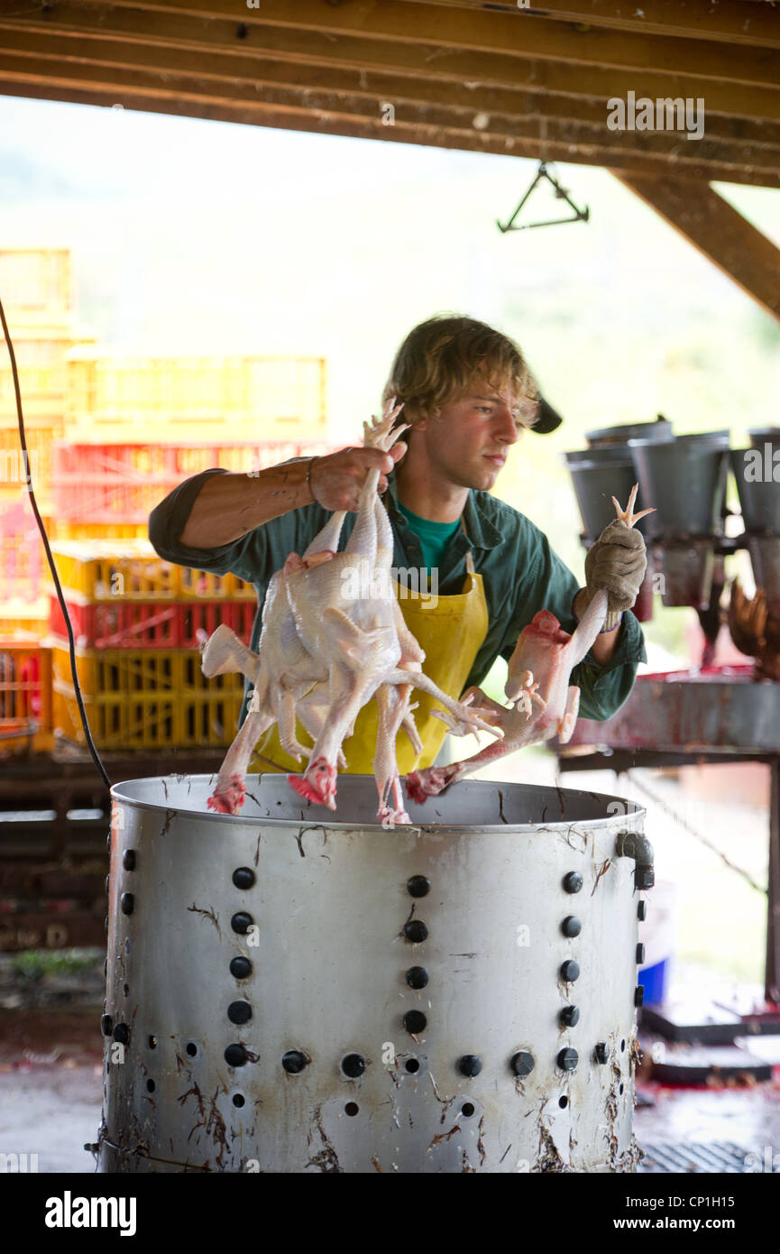 Group cleaning and preparing slaughtered chickens on a poultry farm ...