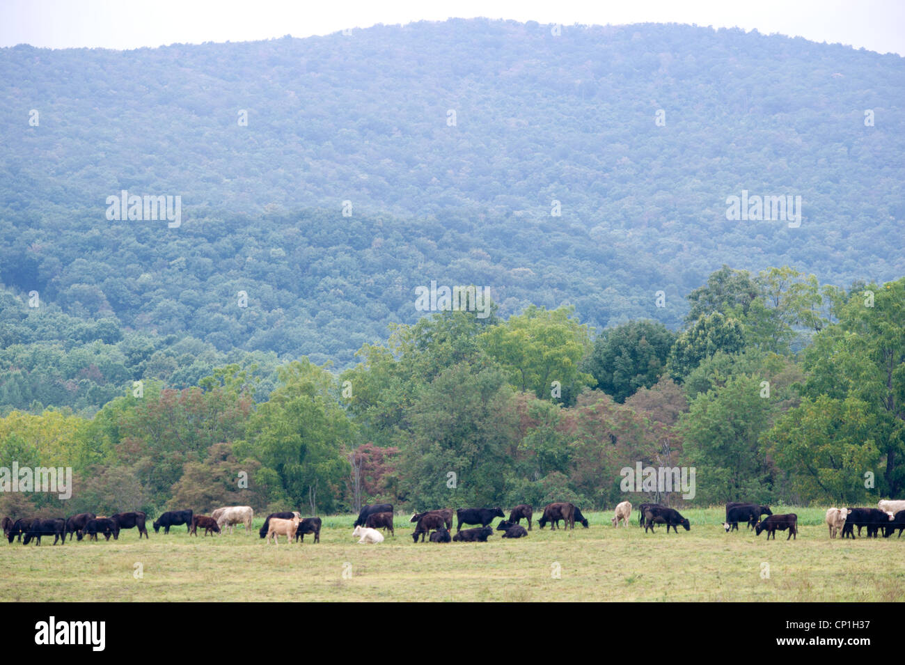 Cows in landscape hi-res stock photography and images - Alamy