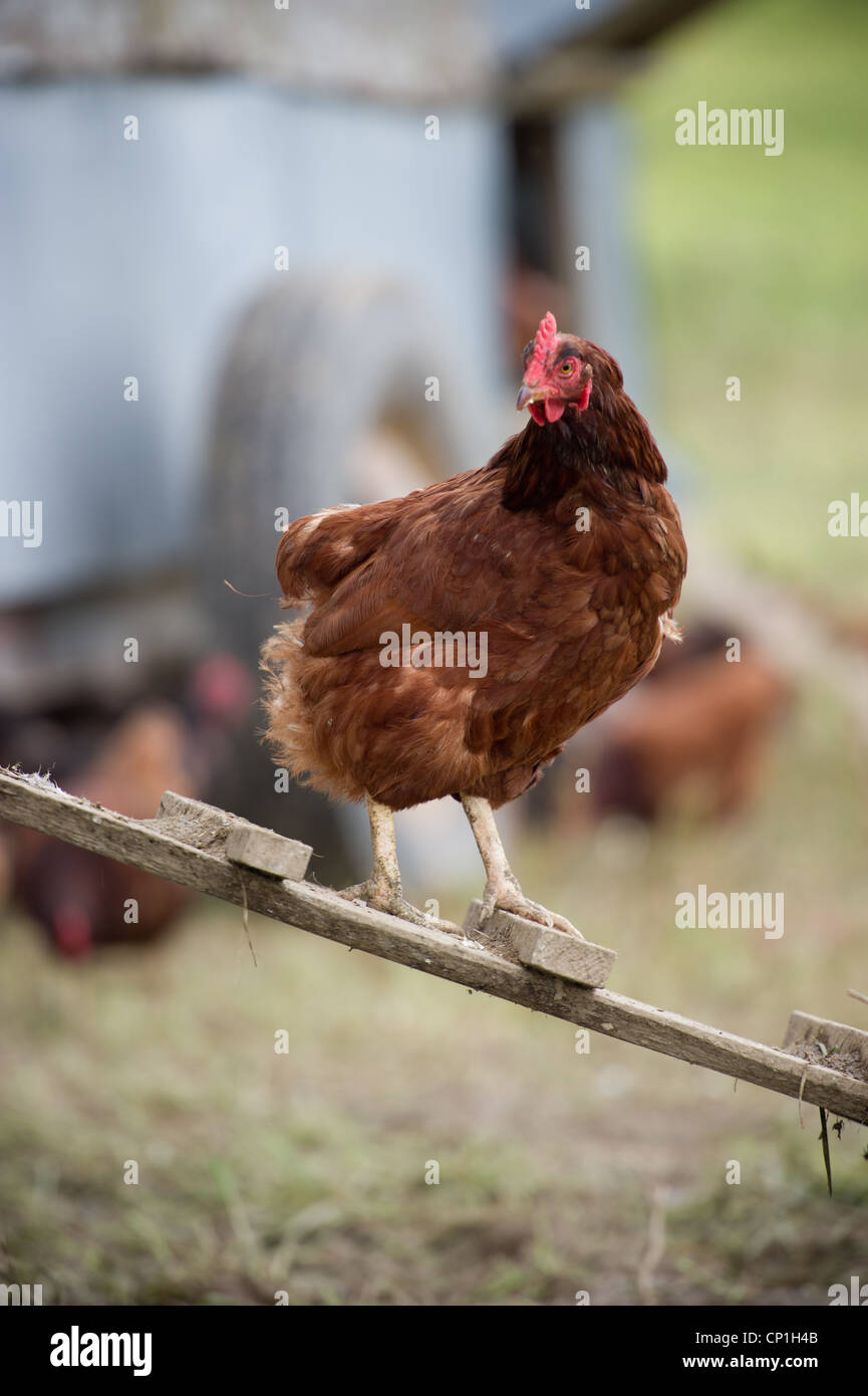 Chicken peeking out of chicken house Stock Photo - Alamy