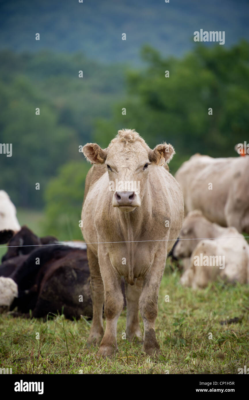 Cows grazing on farm in Virginia Stock Photo - Alamy