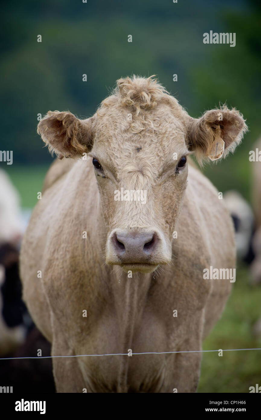 Cows grazing on farm in Virginia Stock Photo - Alamy