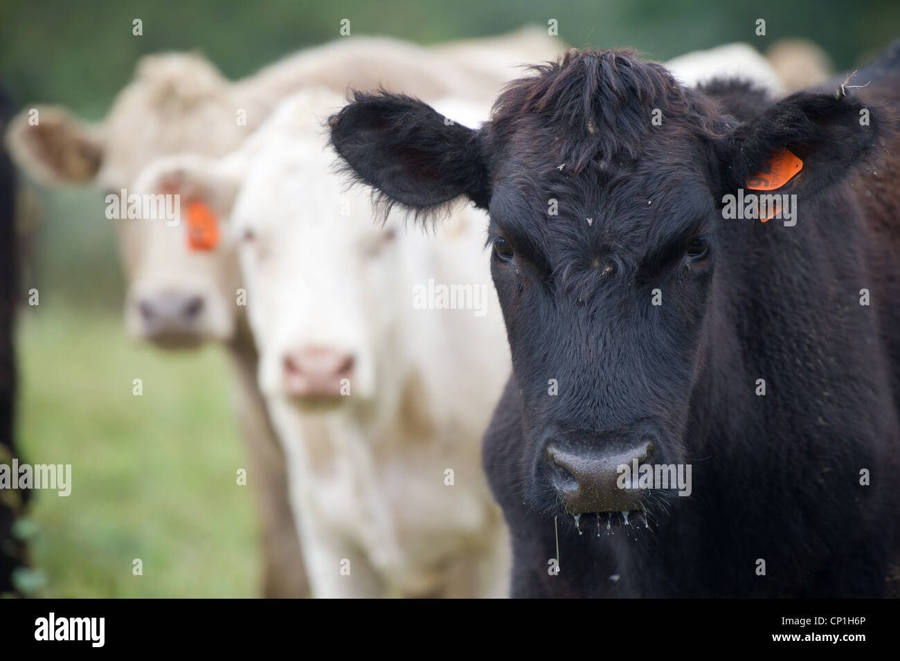 Cows grazing on farm in Virginia Stock Photo - Alamy