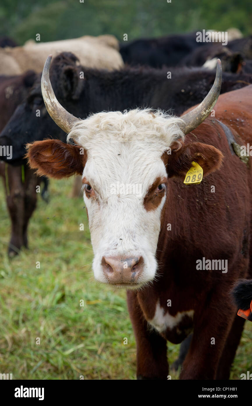 Cows grazing on farm in Virginia Stock Photo - Alamy