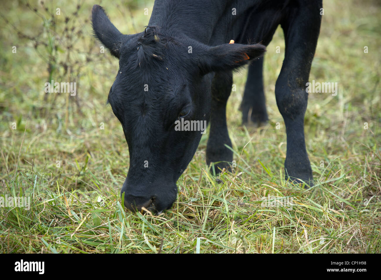 Cows grazing on farm in Virginia Stock Photo - Alamy